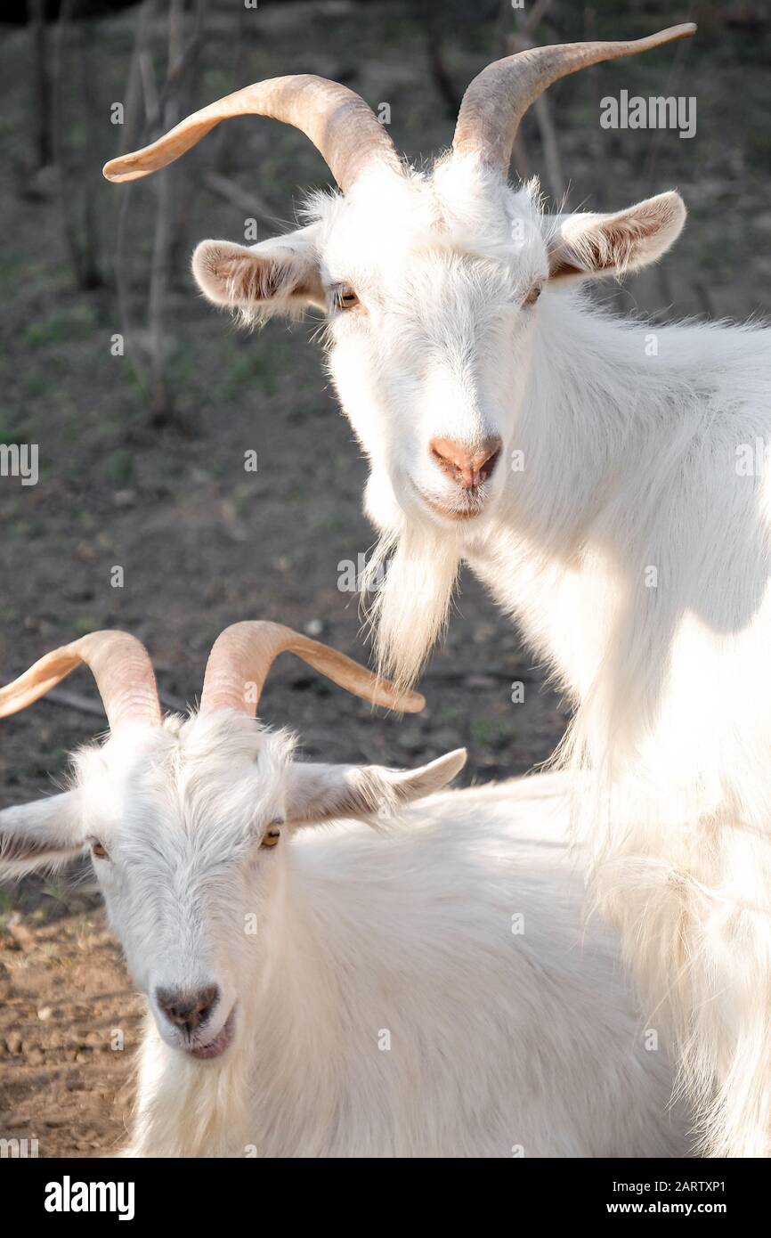 Cute funny goats on farm Stock Photo - Alamy