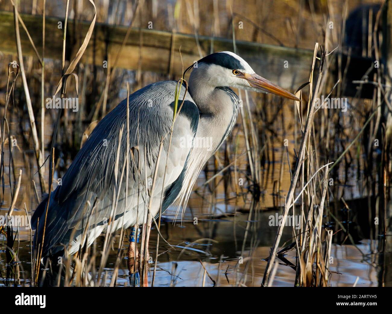 Ardea cinereal hi-res stock photography and images - Alamy