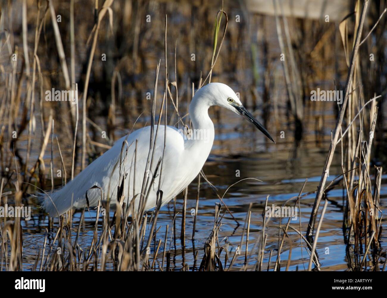 Little Egret (Egretta garzetta Stock Photo - Alamy