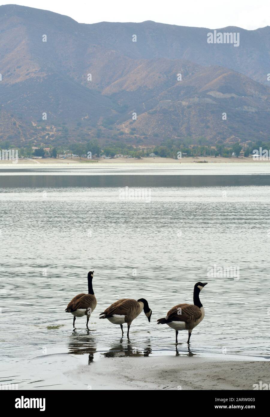 tree goose looking at the lake elsinore california Stock Photo - Alamy