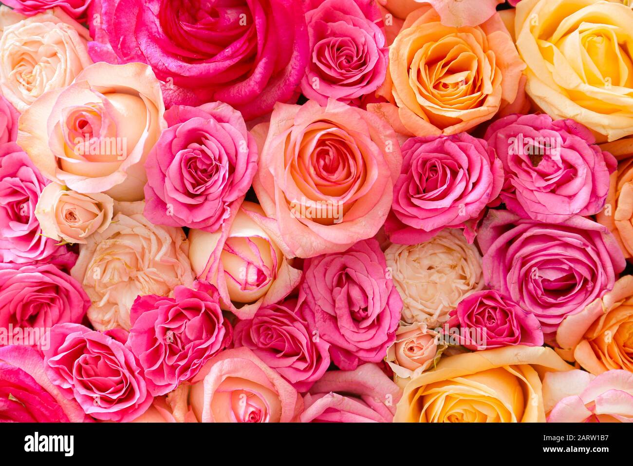 Beautiful rose flowers, top view Stock Photo - Alamy