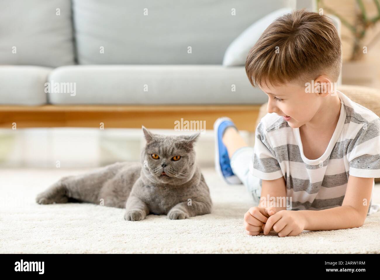 Boy with british shorthair cat hi-res stock photography and images - Alamy