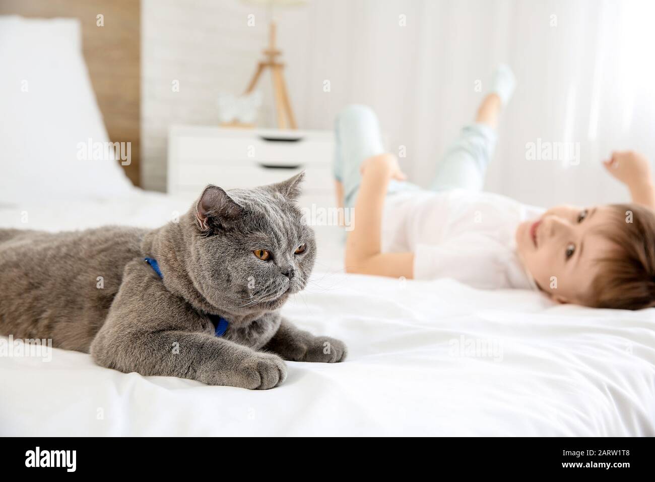Little boy with cute cat in bedroom Stock Photo - Alamy