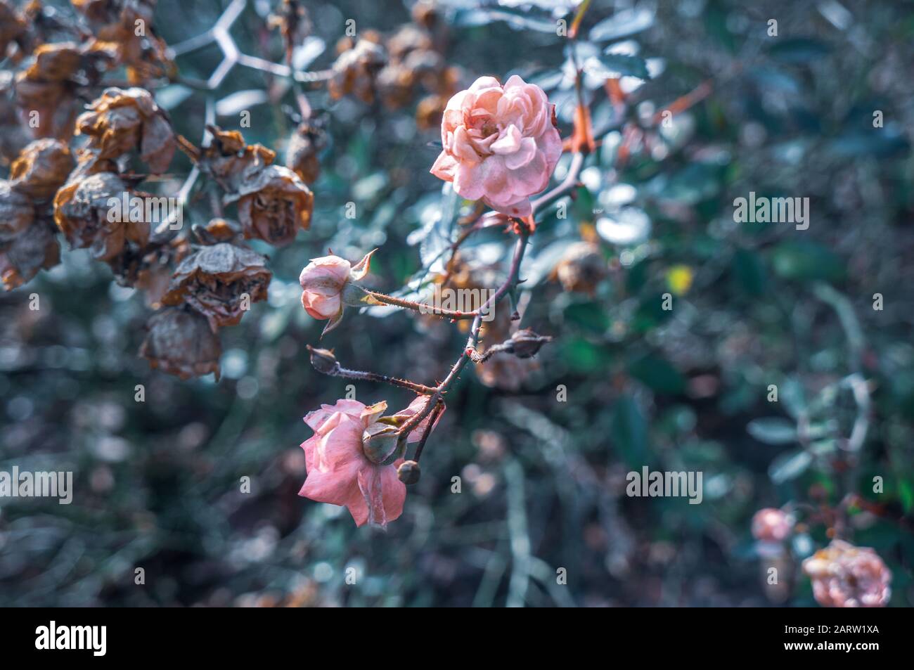 Rose thorn isolated hi-res stock photography and images - Alamy