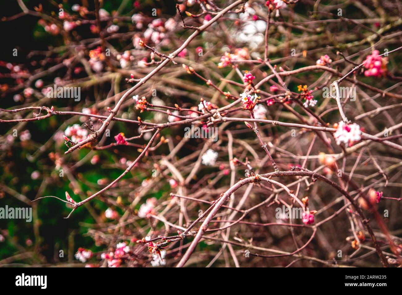 Small clusters of light pink flowers in spring blooming on branches ...