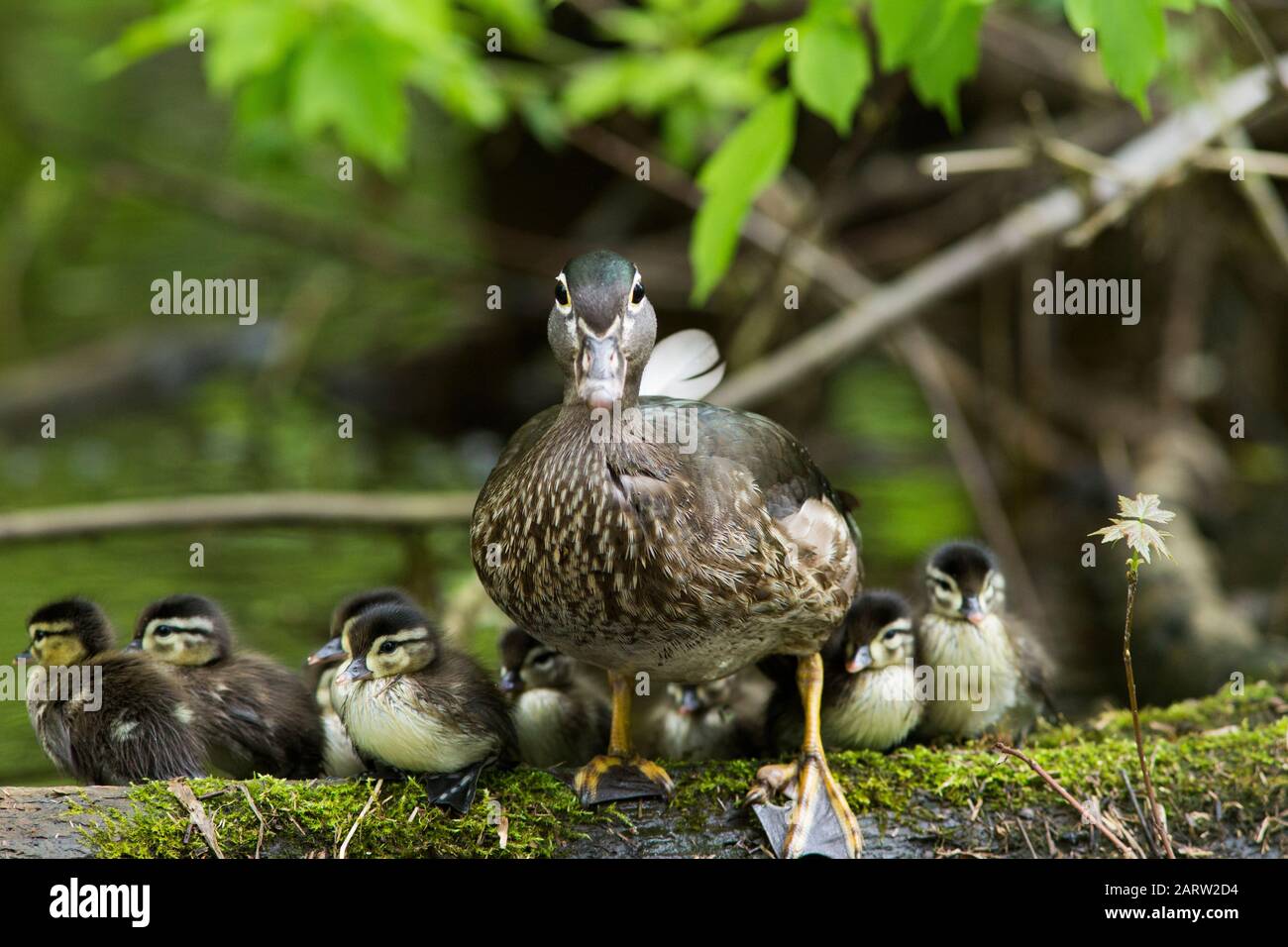wood duck with babies Stock Photo - Alamy