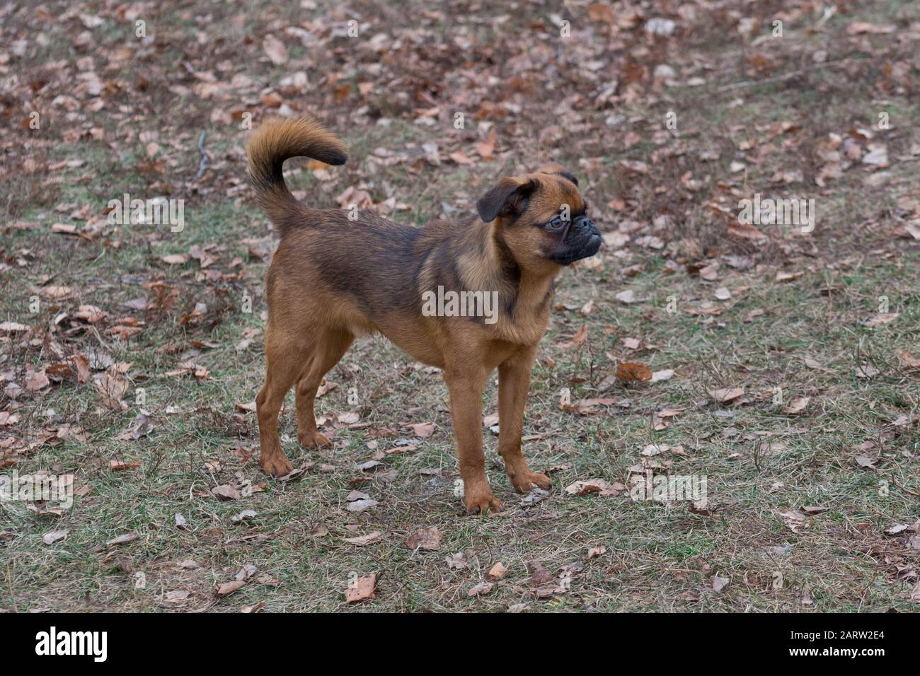 Cute petit brabancon puppy is standing in the autumn park. Pet animals ...