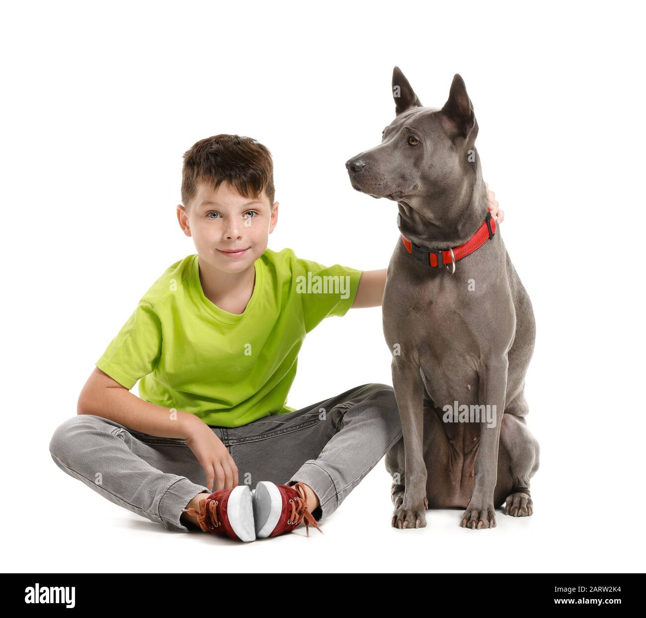 Little boy with cute dog on white background Stock Photo - Alamy