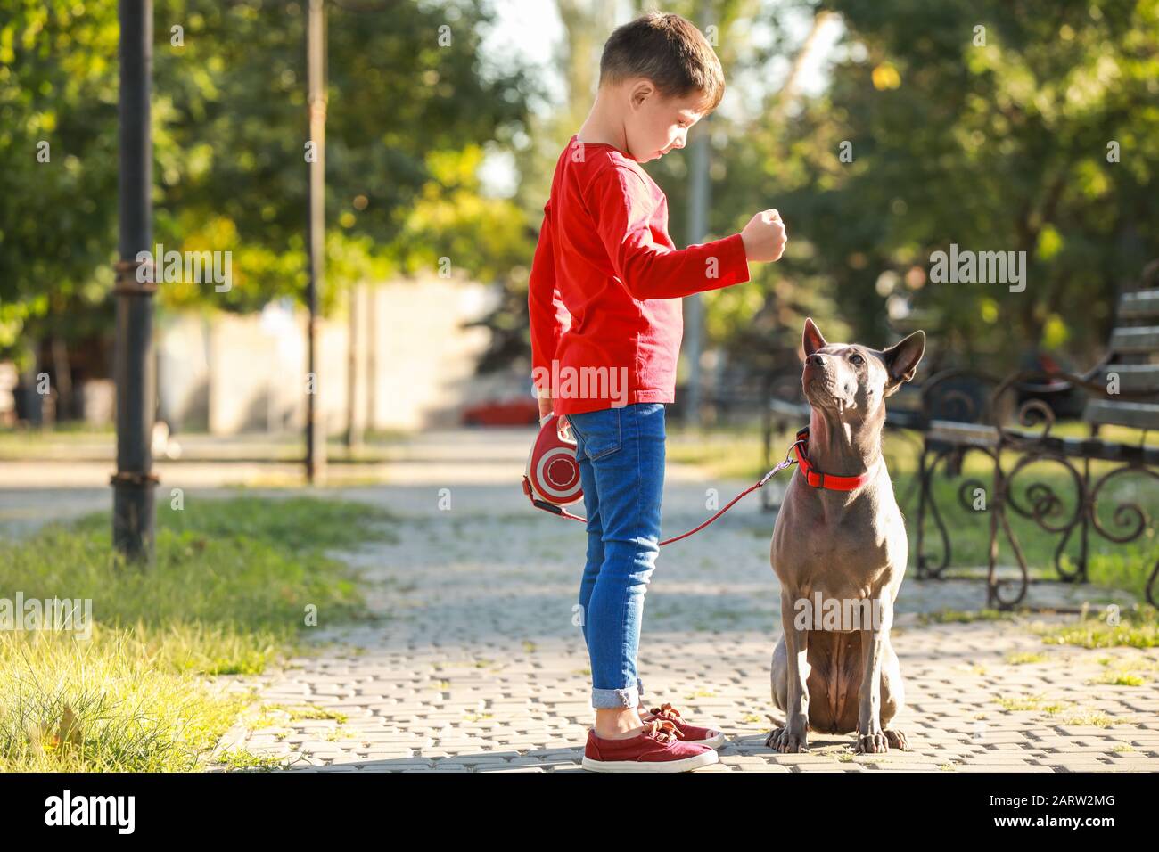 Little boy training cute dog in park Stock Photo - Alamy