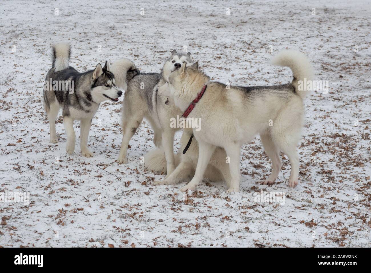 Four siberian husky are playing on a white snow in the winter park. Pet ...