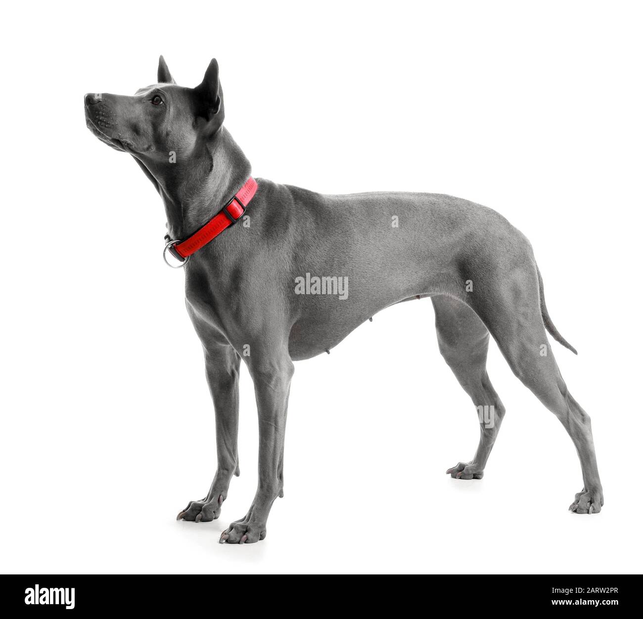 Cute dog on white background Stock Photo - Alamy