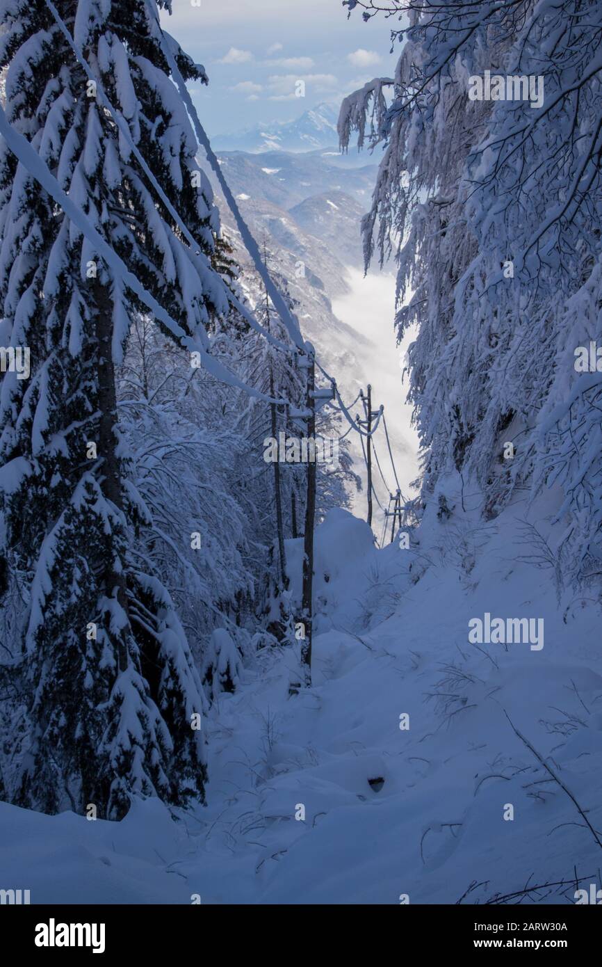 Electrical cables running through forest, close to trees Stock Photo ...