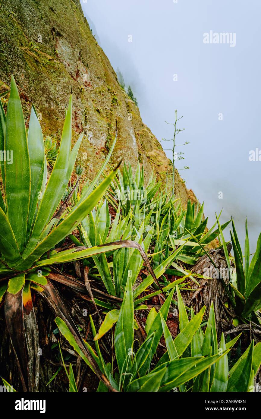 Santo Antao island at Cabo Verde. Agave plants on volcano terrain with ...