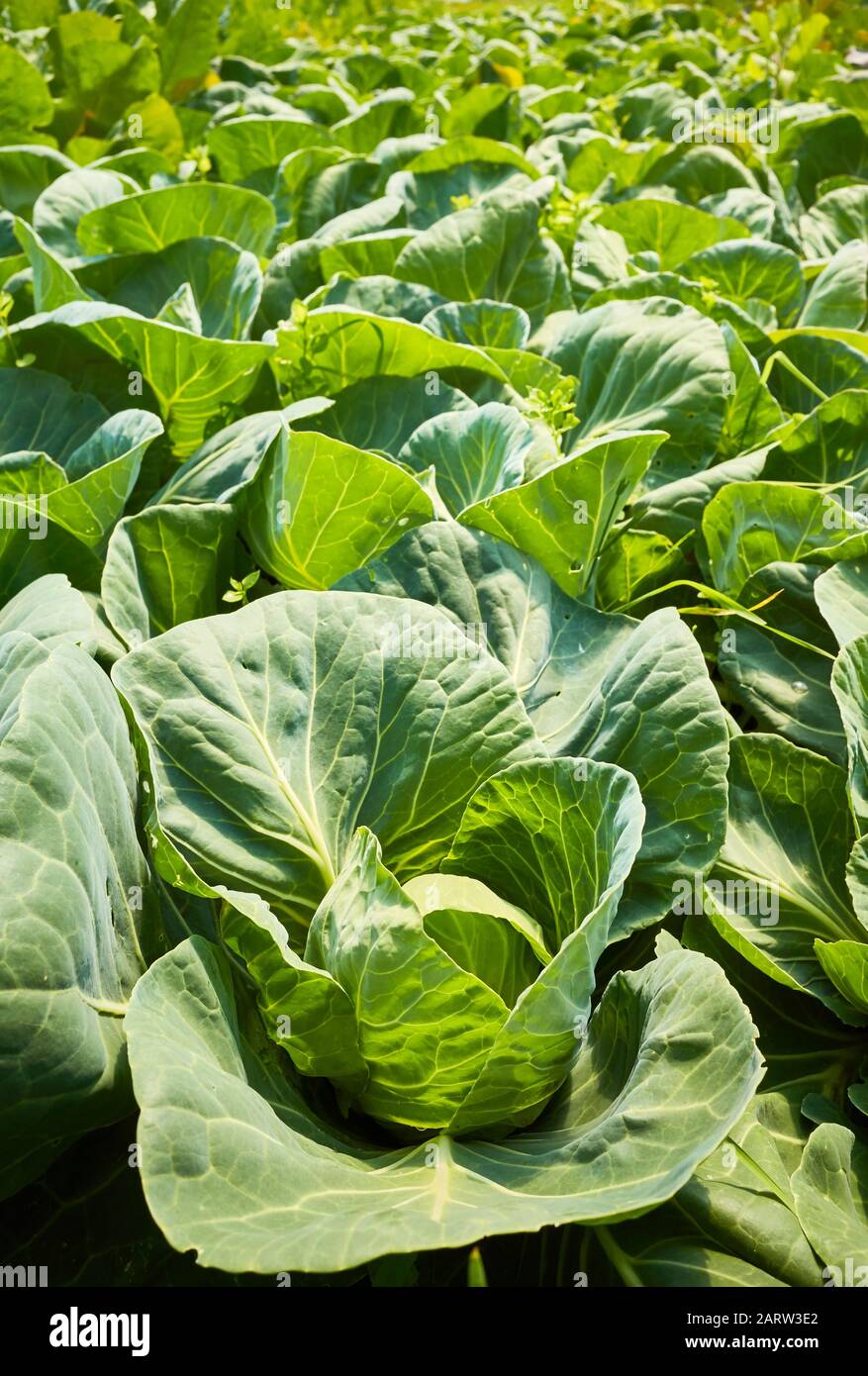 Cabbage field organic hi-res stock photography and images - Alamy