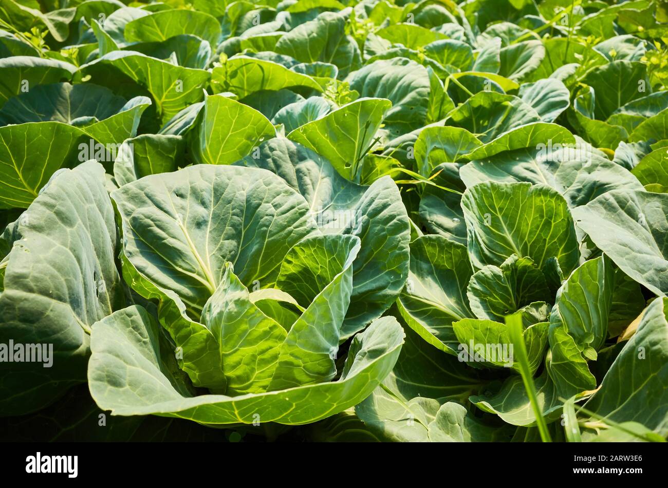 Cabbage field hi-res stock photography and images - Alamy
