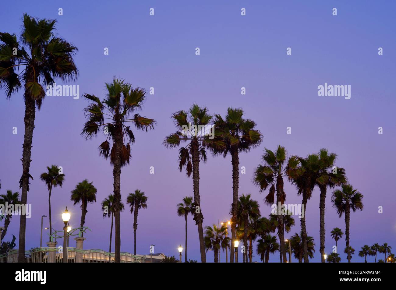 Palm Trees during Nightfall in Los Angeles California USA Stock Photo ...