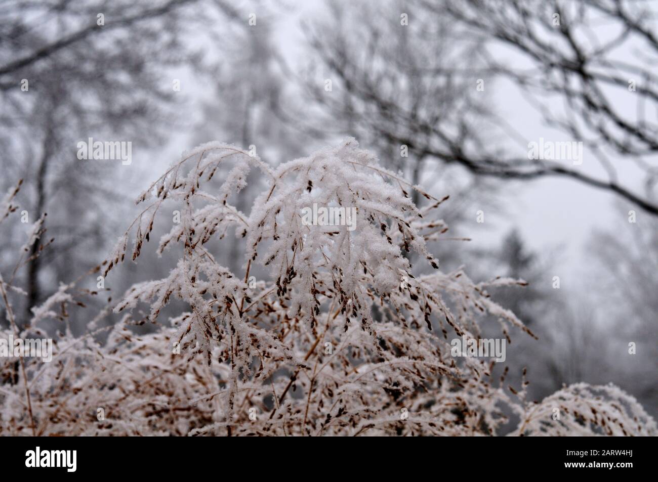 close-up of dry flowers of miscanthus sinensis, the chinese silver ...