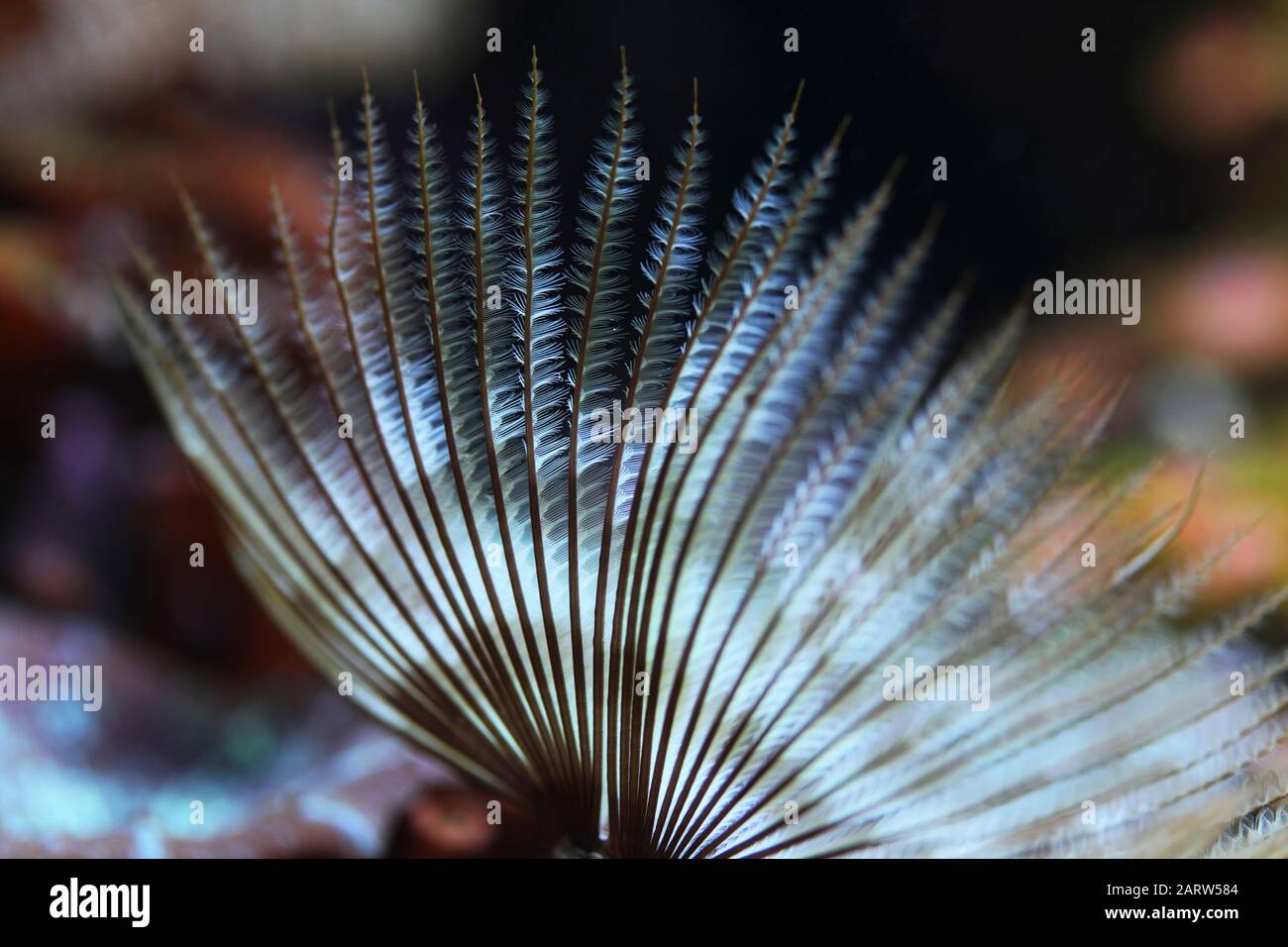 feather duster Worm from the Sabellidae family in home aquarium Stock ...