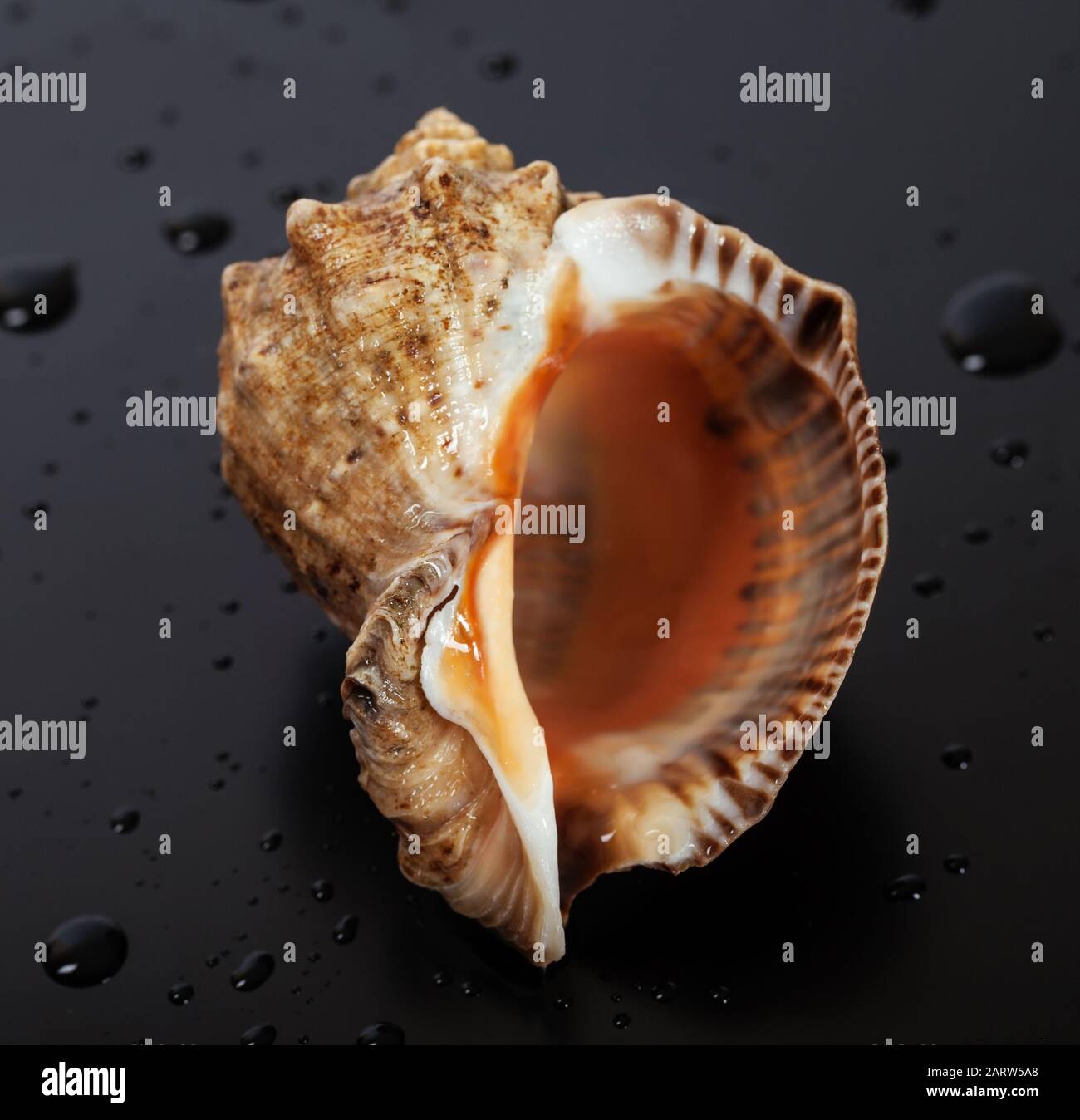 Wet empty shell from rapana venosa on black background with water drops ...