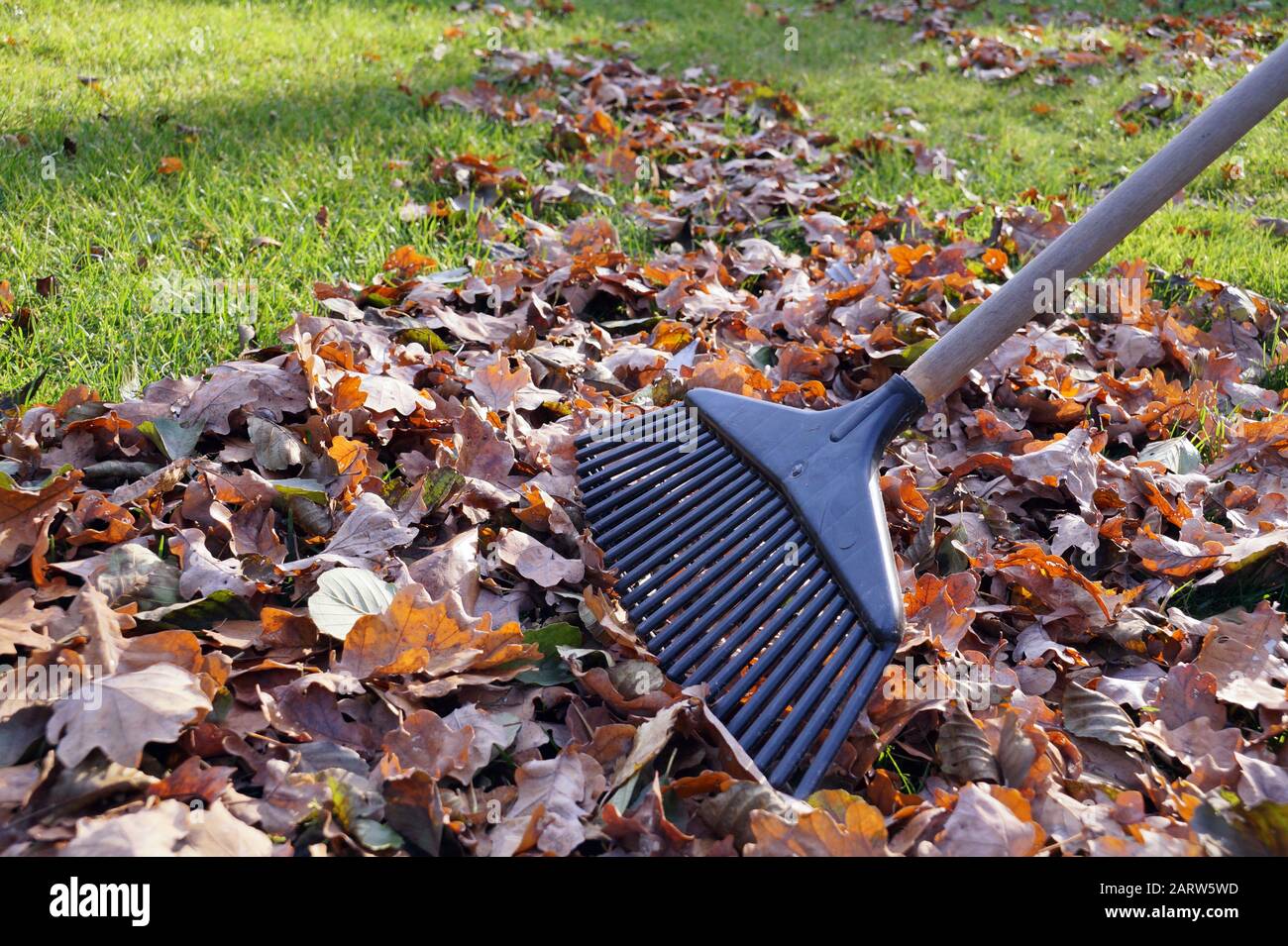 Symbol of autumn gardening: rakes and leaves. Chores and errands Stock ...