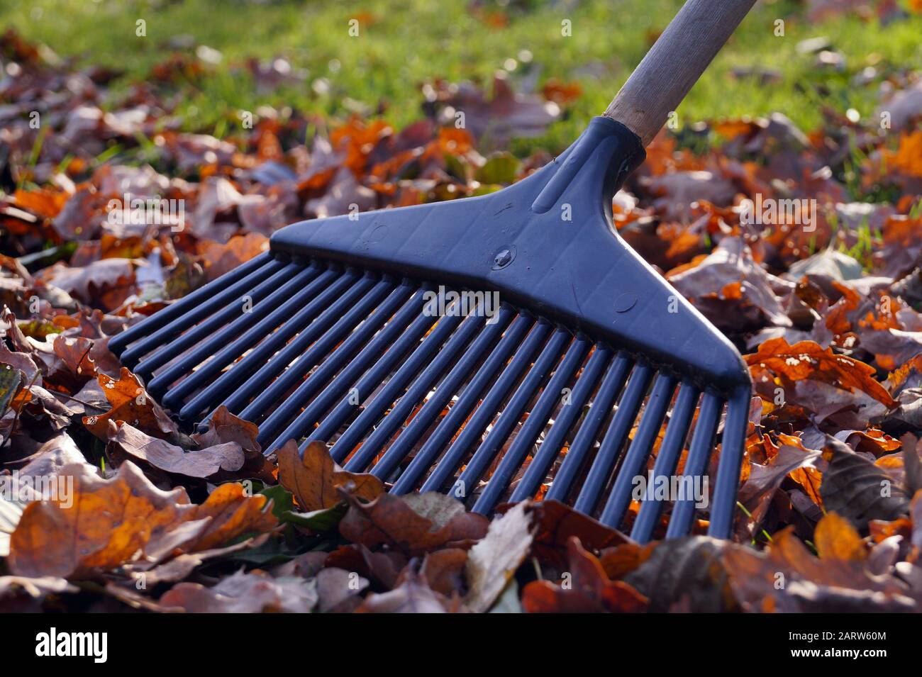 Obligatory activities in the garden. Symbol of autumn gardening: rakes ...
