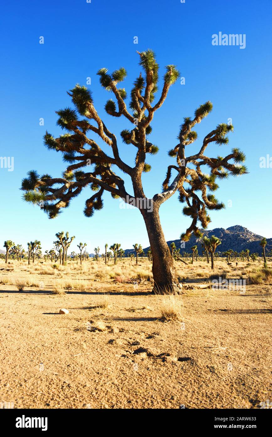 Yoshua tree hi-res stock photography and images - Alamy