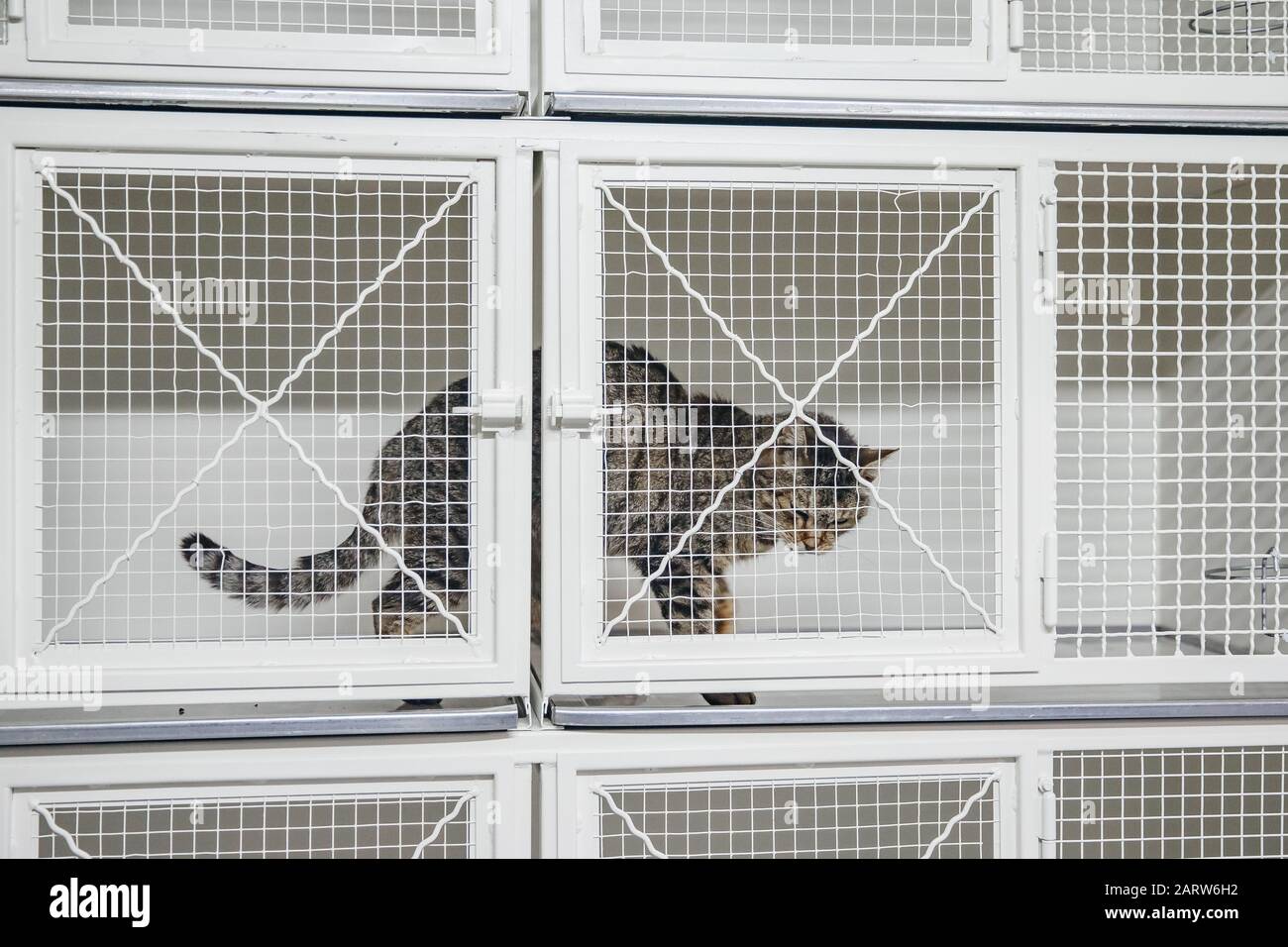 A lone cat sits in cage of shelter or veterinarian for treatment for ...