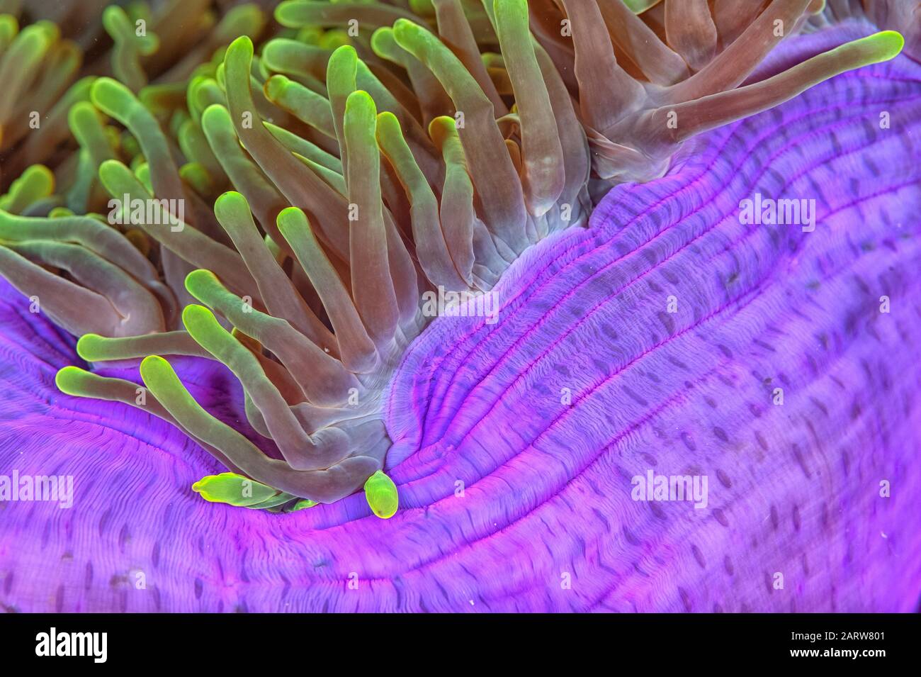 magnificent sea anemone, Heteractis magnifica, Maldives, Indian Ocean ...