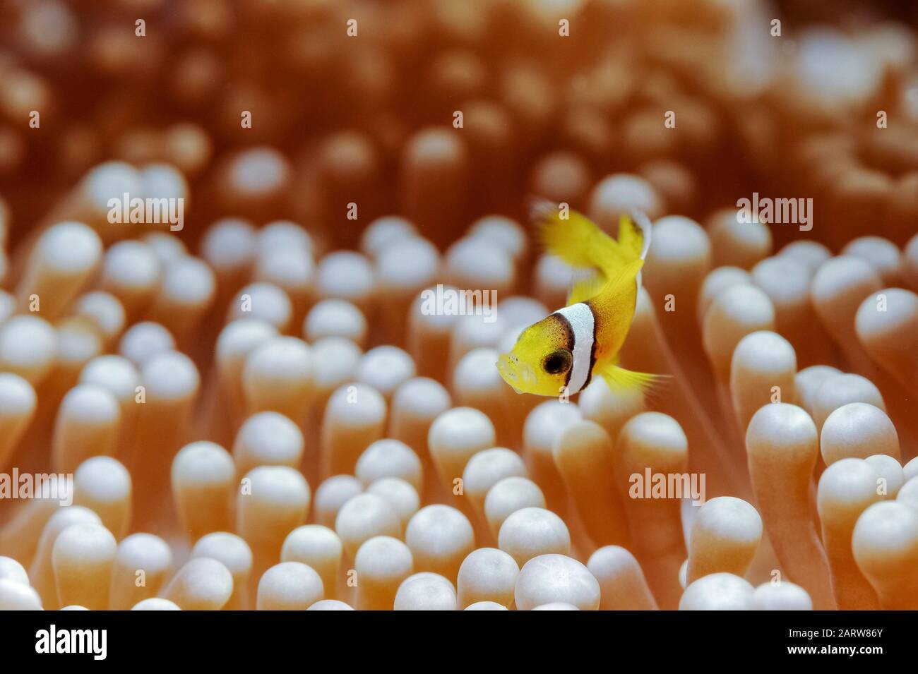 two-banded anemonefish, Amphiprion bicinctus, baby in its host ...