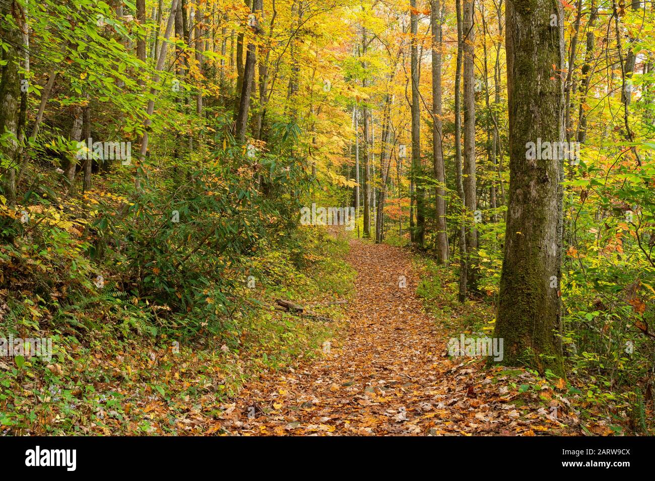USA, Deep South, Tennessee, Big South Fork National River and ...