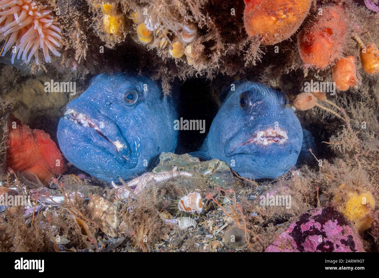 A pair of Atlantic Wolffish, Anarhichas lupus, at the entrance of their ...