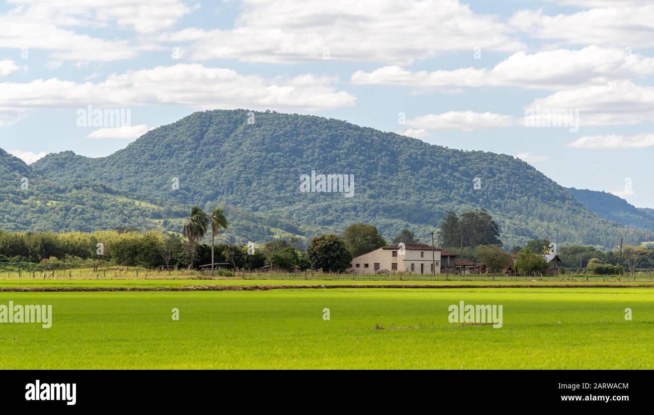 Rural landscape in southern Brazil. Rice floodplain irrigated in post ...