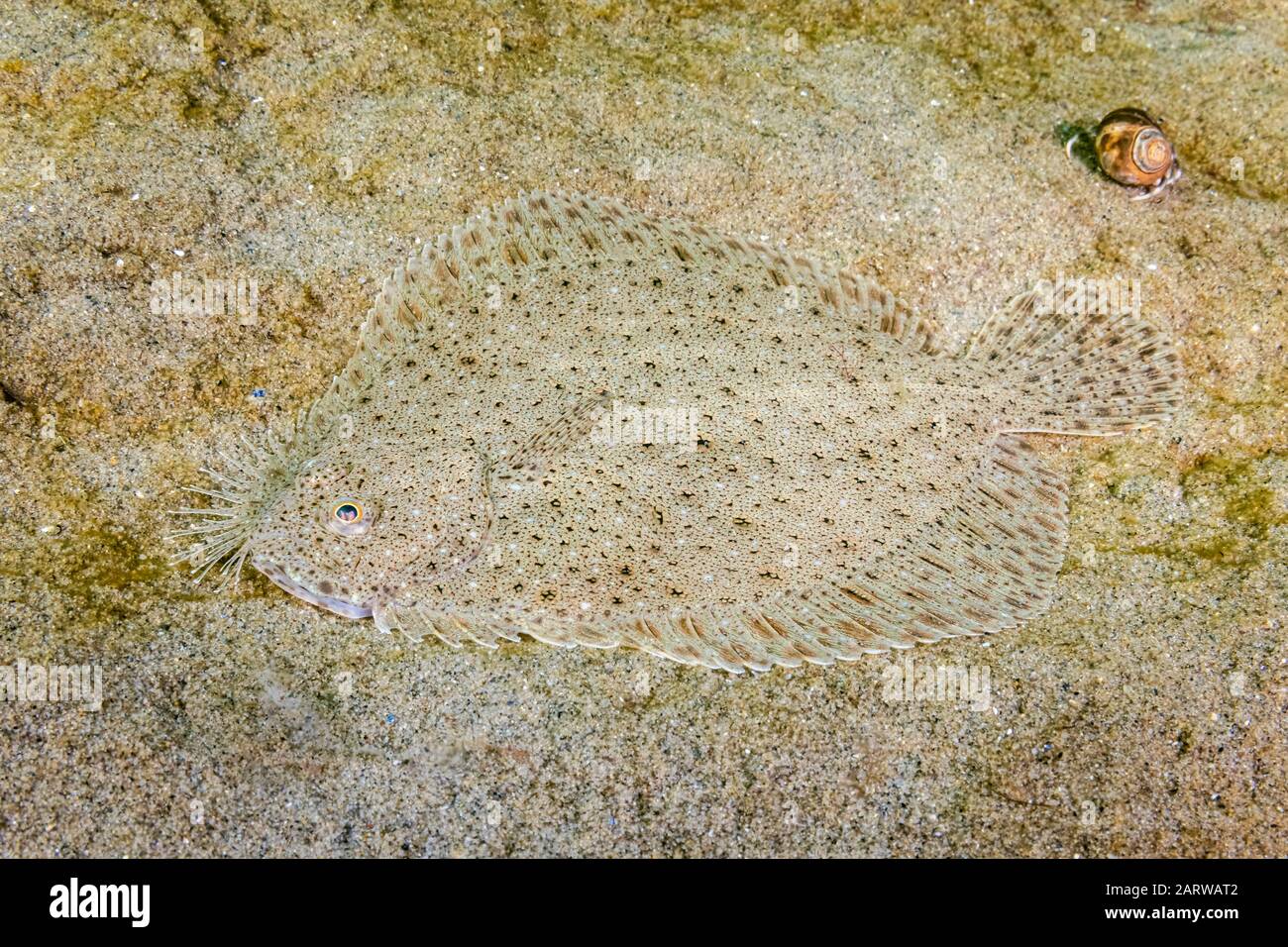 Windowpane Flounder, Scophthalmus aquopus, Rockport, Massachusetts, USA ...