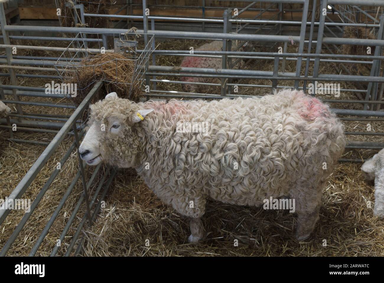 Devon and cornwall longwool hi-res stock photography and images - Alamy