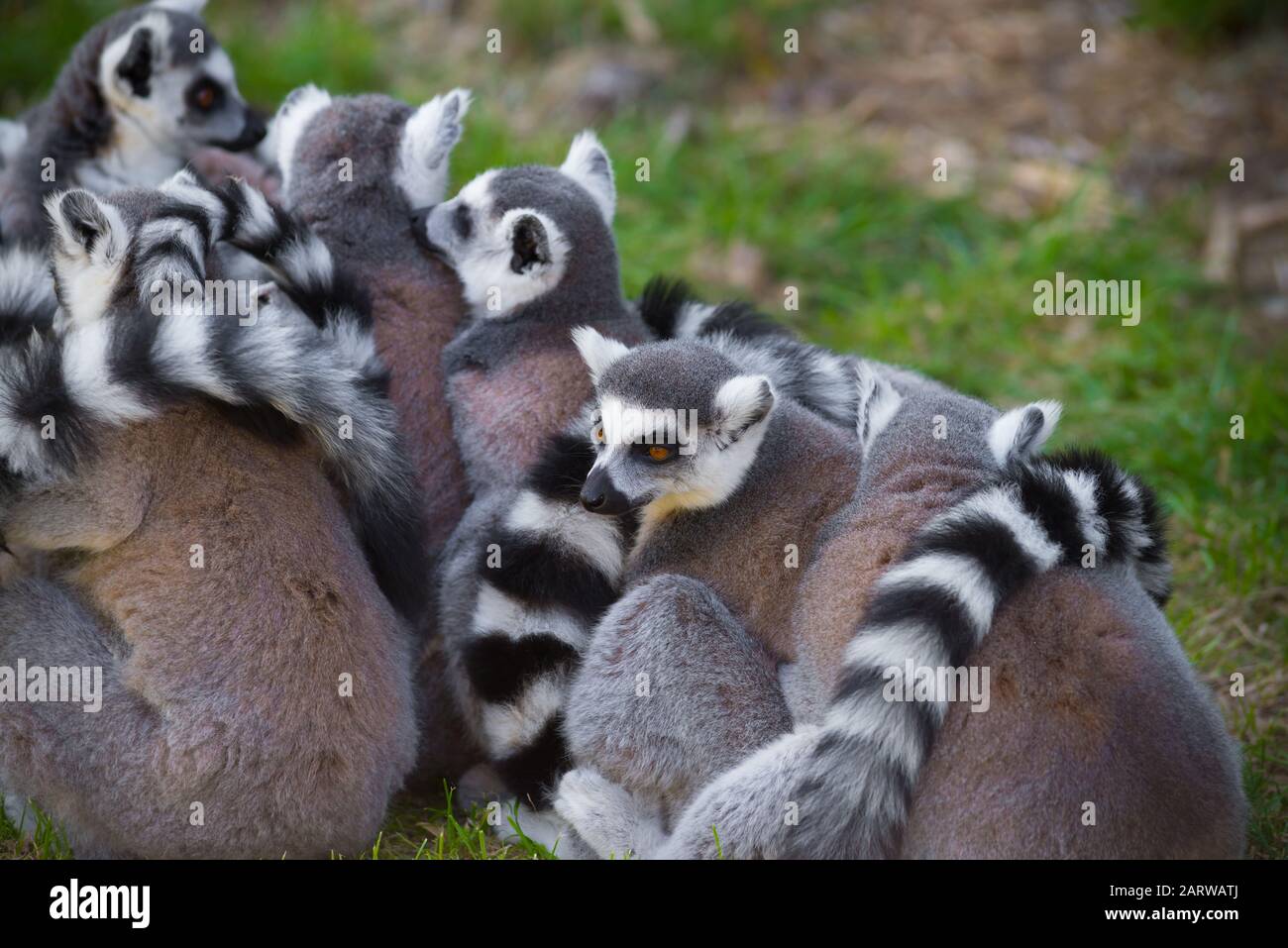 Group ring hi-res stock photography and images - Alamy
