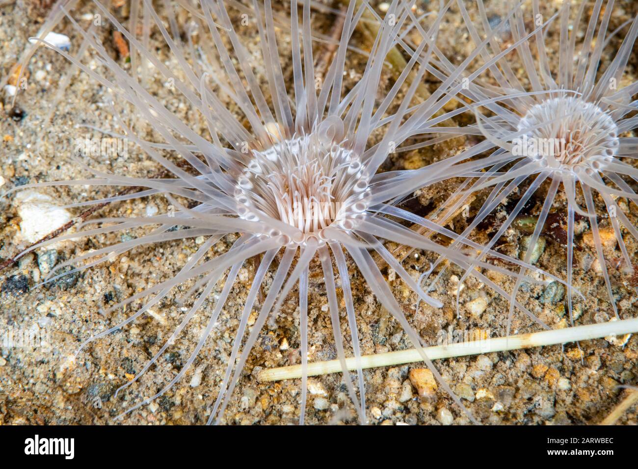 Northern Cerianthid, Cerianthus borealis, Folly Cove, Rockport ...