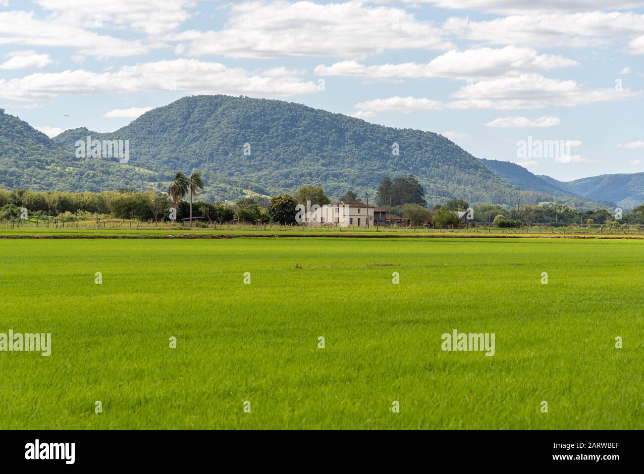 Rural landscape in southern Brazil. Rice floodplain irrigated in post ...