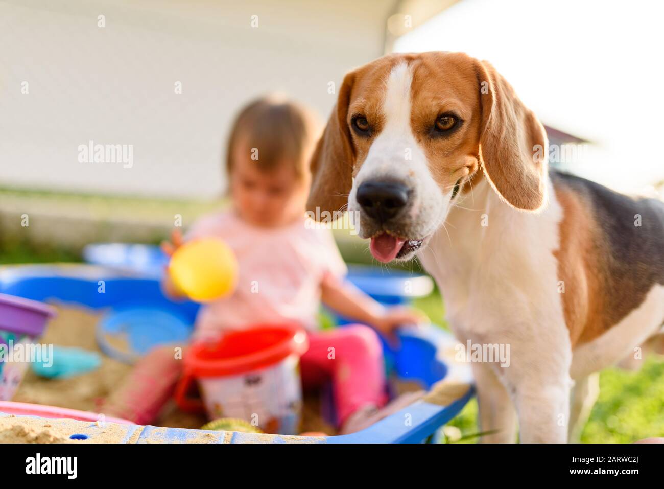 Beagle dog compannion with child outside. Baby girl playing in a ...