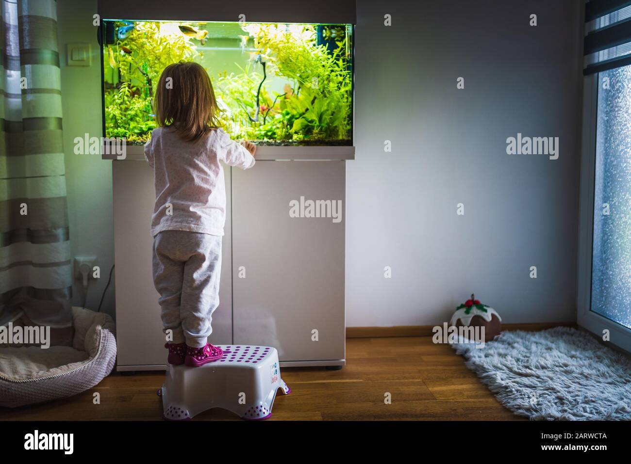 2 year old child indoors watching fish swiming in big fish tank ...