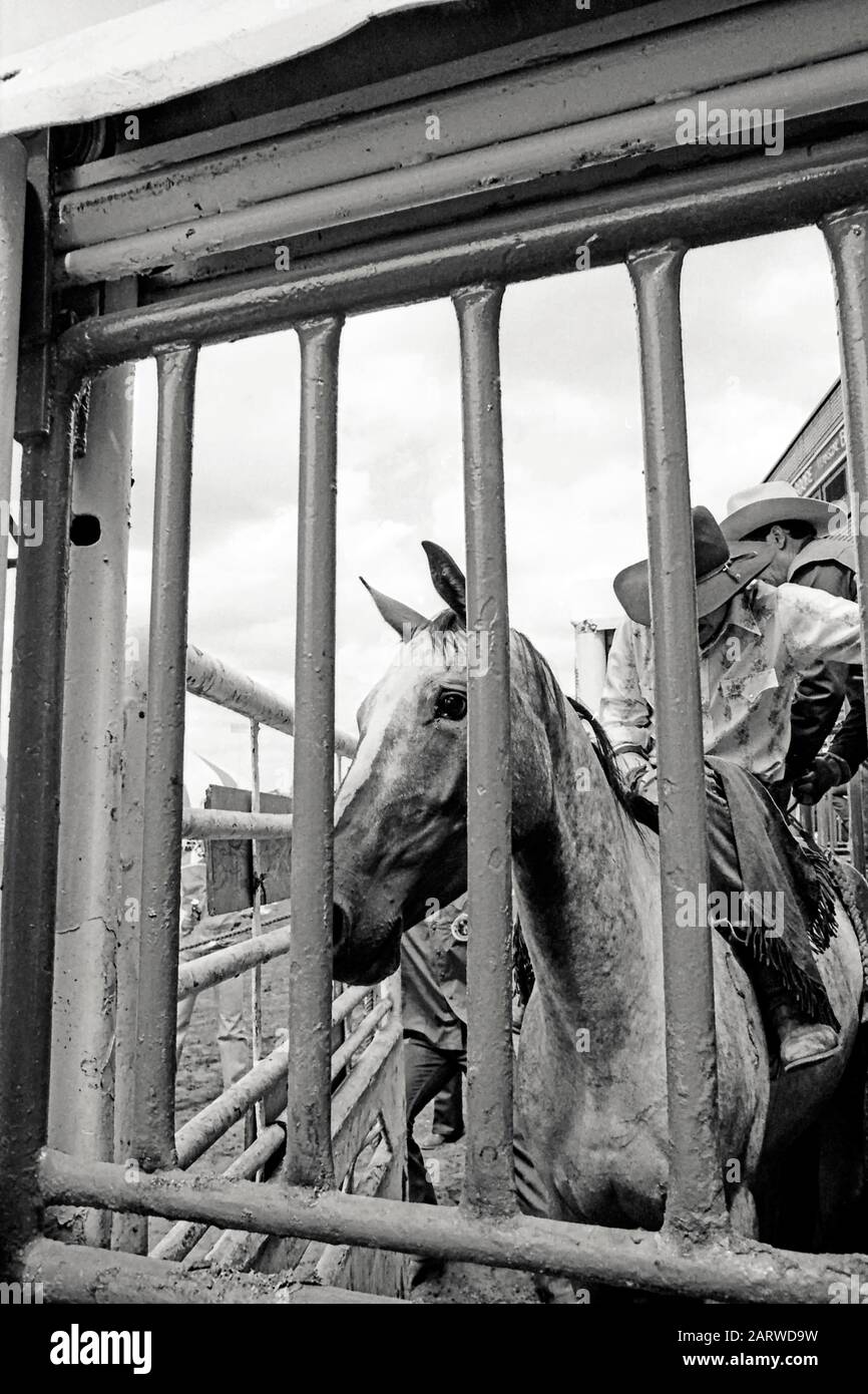Inside the chutes during a saddle bronc ride at the Calgary Stampede ...