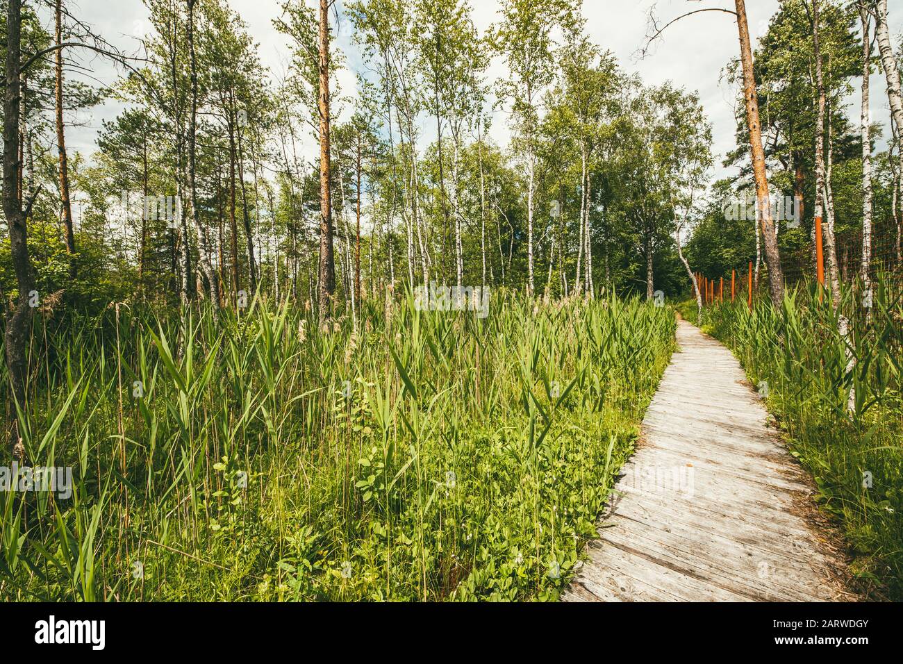 Wooden path in the middle of a beautiful spring green forest Stock ...