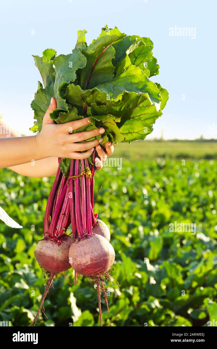 Female farmer with gathered beetroots in field Stock Photo - Alamy
