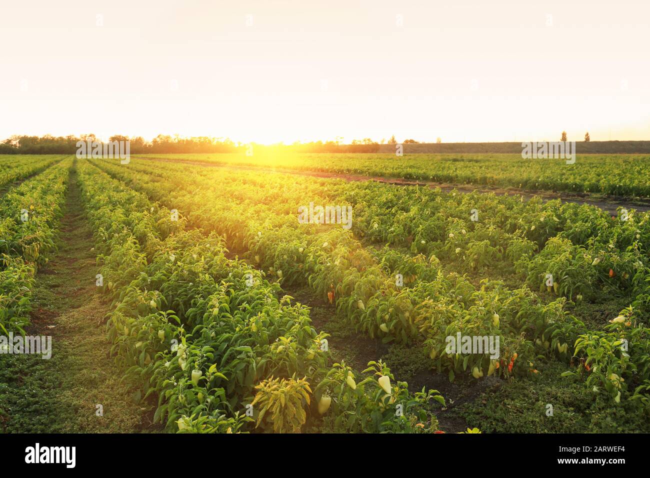 View bell pepper field hi-res stock photography and images - Alamy