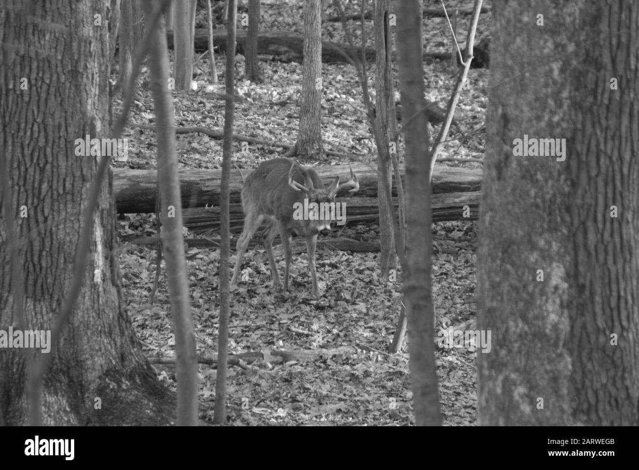 Small forest in middle Black and White Stock Photos & Images - Alamy