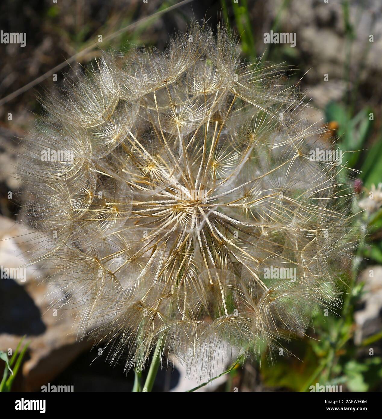 Seed-head of a goat's-beard flower, also known as Jack-go-to-bed-at ...