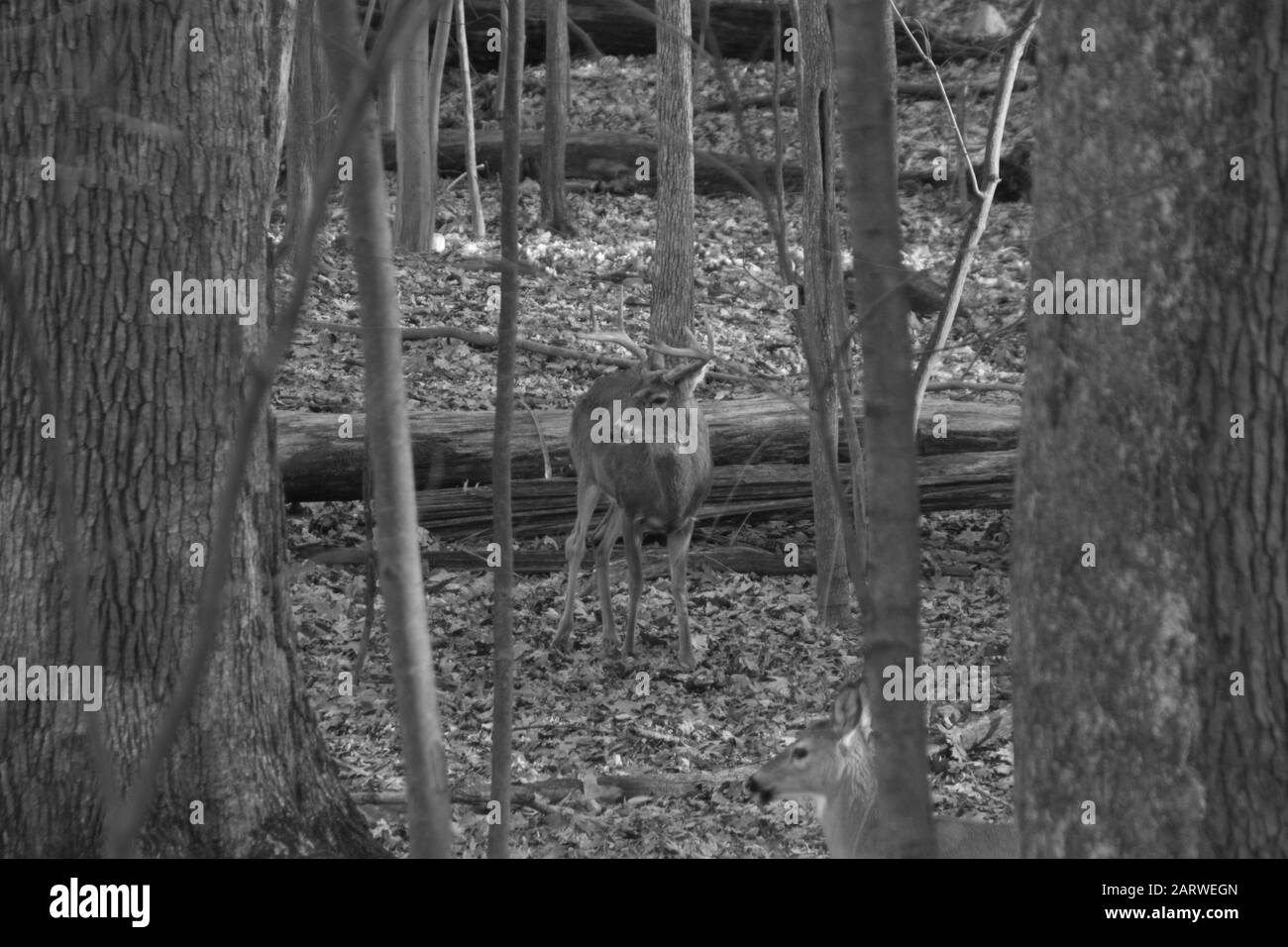 Beautiful shot cute deer forest Black and White Stock Photos & Images ...