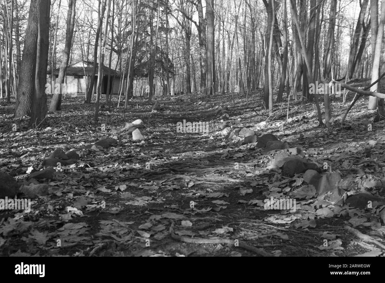 Grayscale shot of a forest with a pathway and a house in a forest full ...