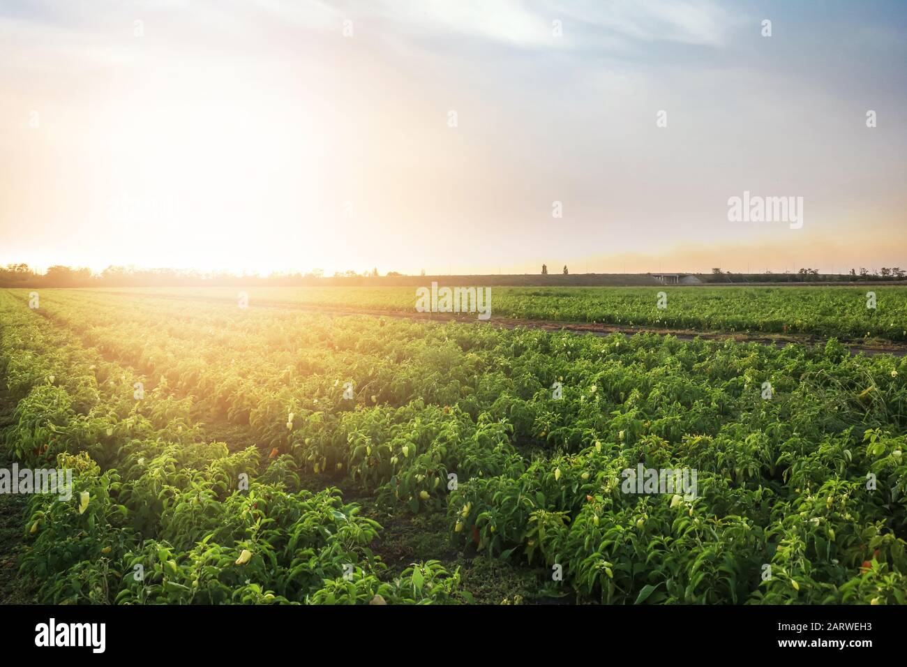 Bell pepper field hi-res stock photography and images - Alamy