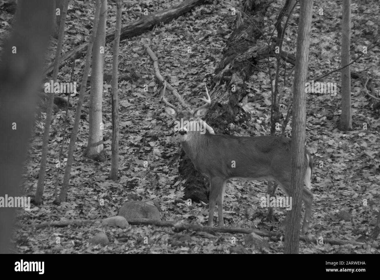 Grayscale shot of a deer looking a the camera in the middle of a forest ...
