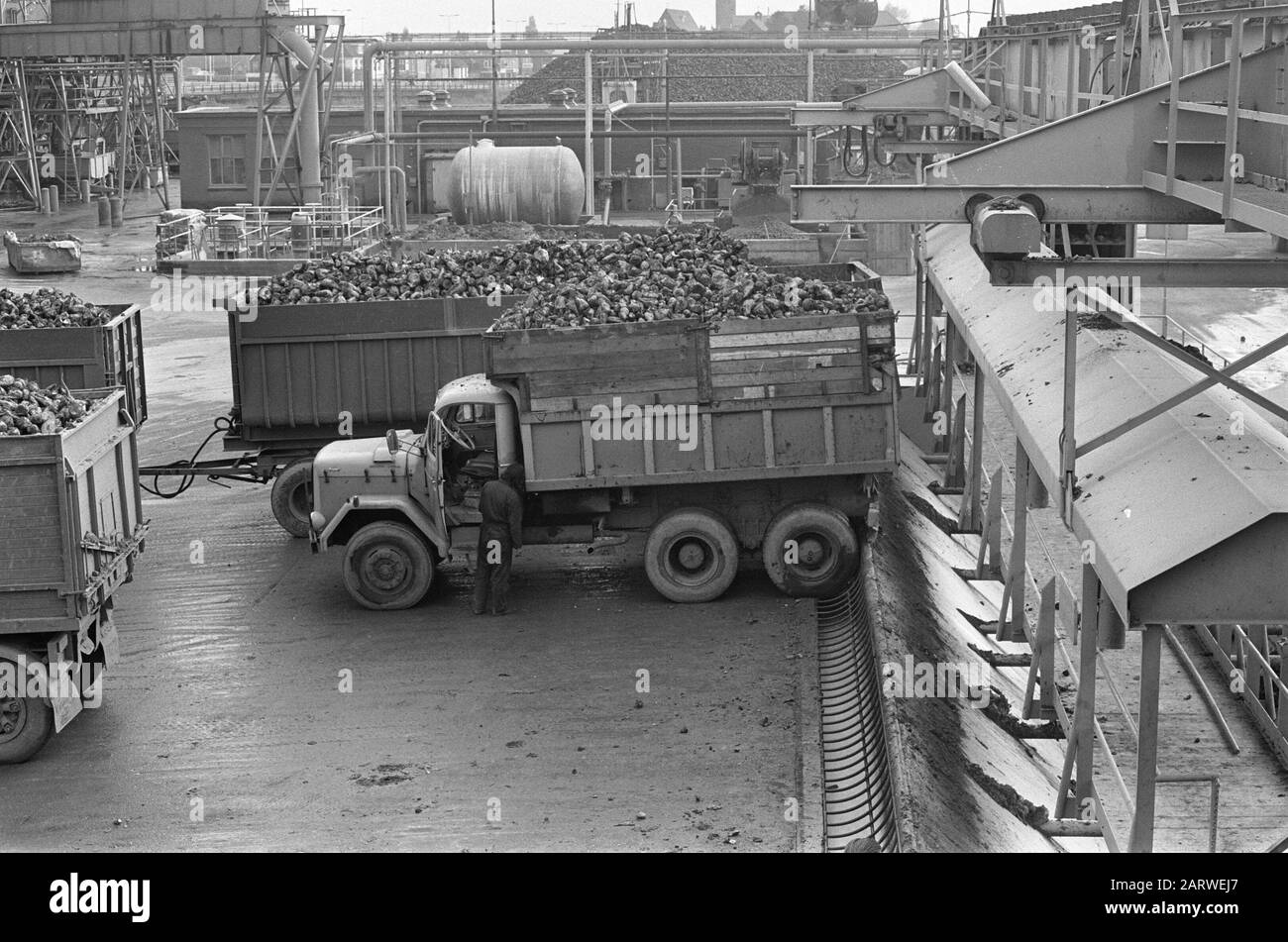 Sugar beet campaign in full swing at CSM in Halfweg; overview at the ...